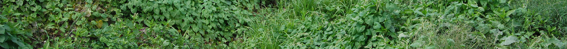 Groundwork Elizabeth - Groundwork USA